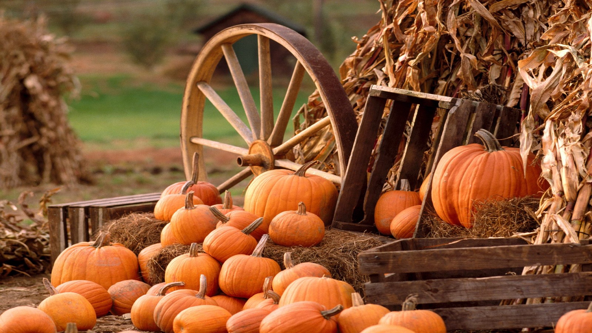 Autumn Harvest - 1920x1080 - 750068
